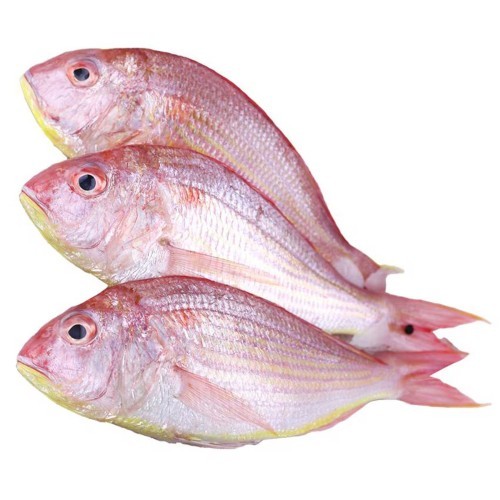 IBRAHIM SULTAN FISH | Safari Online - Shop Online from Safari Mall